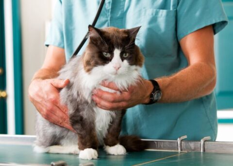 Best Veterinary Hospital In Fort Myers, FL | Summerlin Animal Hospital